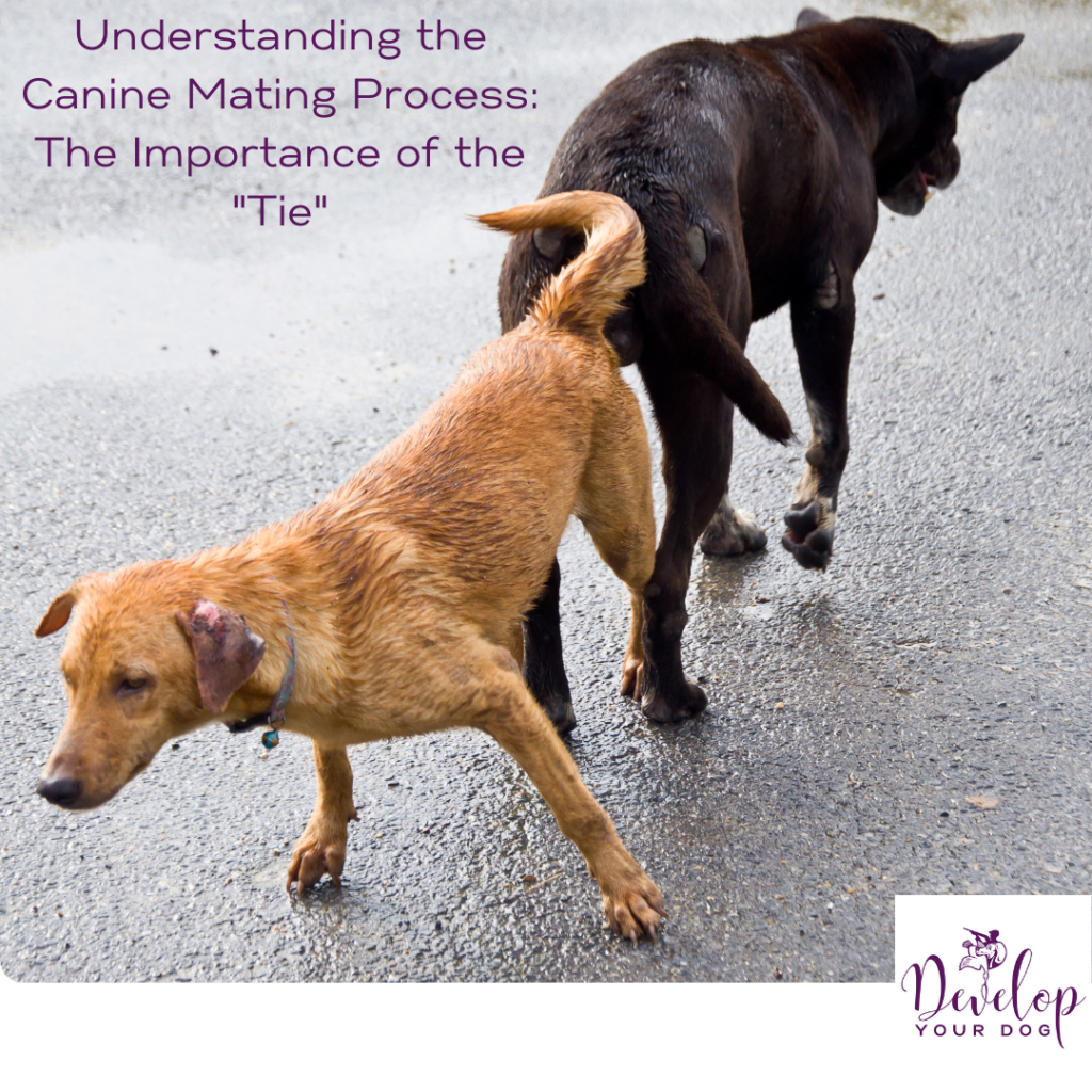 Accidental Dog Mating: What to Do Next & How to Prevent It - Develop Your Dog